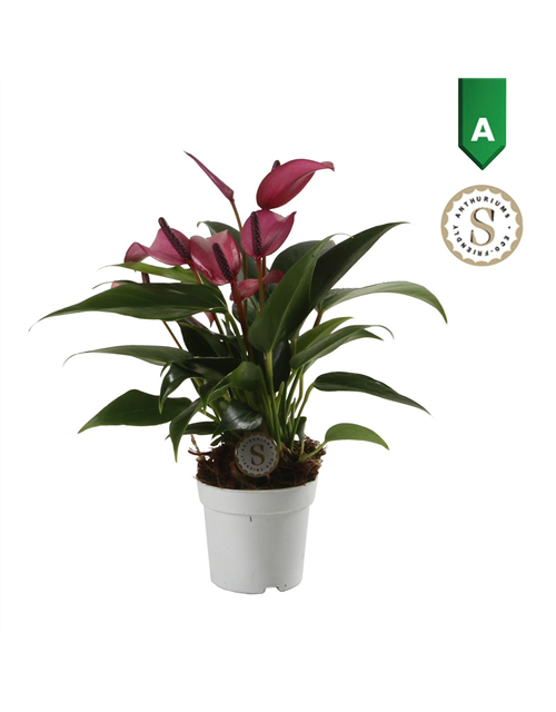 Anthurium andreanum Zizou T7, Flamingoblume Lila - Gärtnerei Schliebener