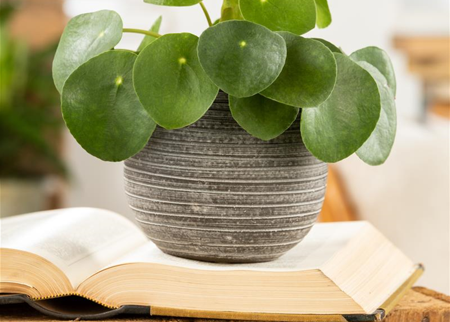 Pilea peperomioides T10,5, Glückstaler, Chinesischer Geldbaum ...