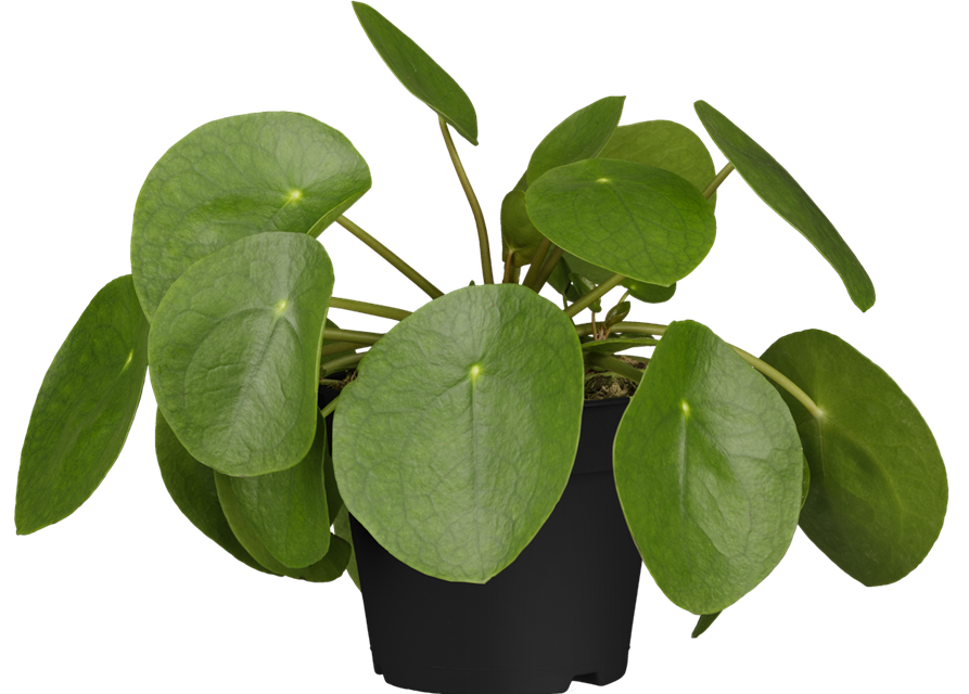 Pilea peperomioides T10,5, Glückstaler, Chinesischer Geldbaum ...