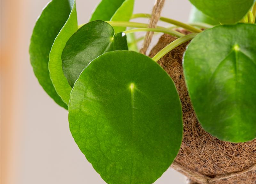 Pilea peperomioides T10,5, Glückstaler, Chinesischer Geldbaum ...