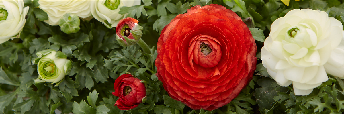 RANUNKEL - Gärtnerei Schliebener